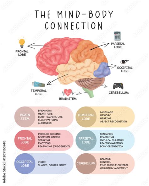 The Mind Body Connection Illustrated Brain Anatomy Chart Educational
