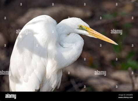 Eastern Great Egret Eastern Great White Egret Egretta Alba Modesta