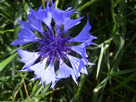 Cornflower Simple English Wikipedia The Free Encyclopedia
