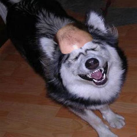 Stream მელოტი მგელი ირაკლი საღინაძის ზღაპრები By Profsword Listen Online For Free On Soundcloud