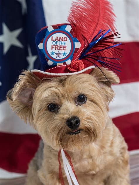 Patriotic Dog Wearing Red White And Blue Top Hat Stock Image Image Of