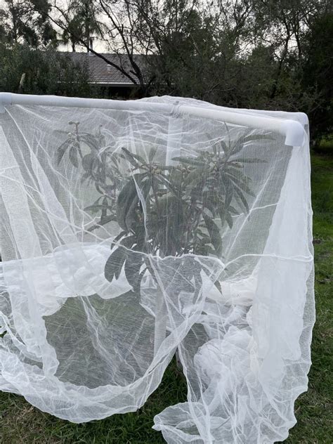 Netting Fruit Treeslatest Method Mccarthy Park