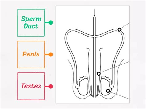 S2 Biology Human Body Penis Diagram Diagrama Con Etiquetas