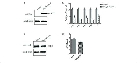 Inhibition Of Prrsv Replication By B4galt5 Over Expression In 3d421