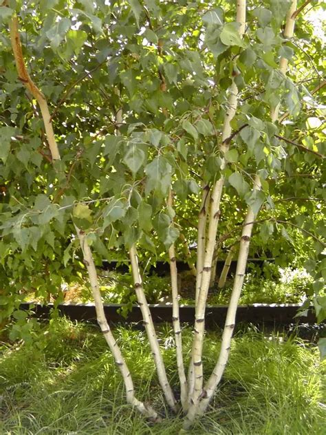 15 types of birch trees to grow