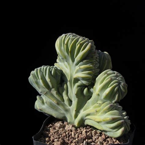 Myrtillocactus Geometrizans Fa Cristata