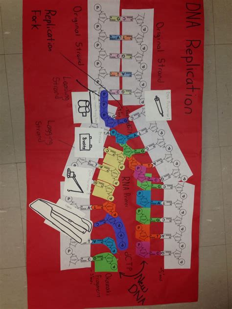DNA Replication Teaching Biology Biology Interactive Notebook Science Classroom