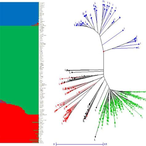 Population Structure In 262 Rice Accessions Estimated From Genotype At