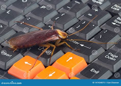 Cockroach Climbing On Keyboard To Present About Computer Attacked From Virus Stock Image Image Cockroach Climbing On Keyboard To Present About Computer Attacked From Virus Stock Image Image