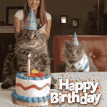 Funny Cat Birthday Meme S Tenor