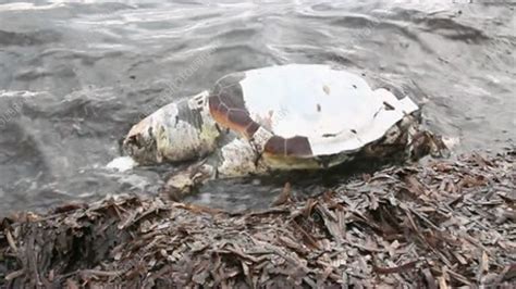 Dead Loggerhead Turtle Stock Video Clip K004 4069 Science Photo