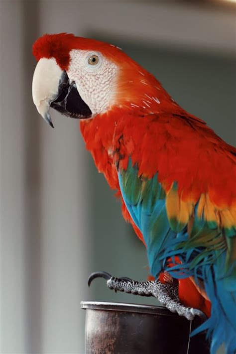 Naxos의 실내에 앉아 있는 활기찬 주홍색 마코 · 무료 스톡 사진