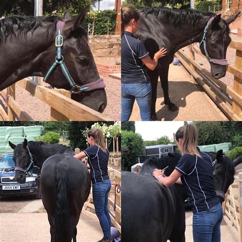 Equine Massage Therapy Machine At Petra Hendrickson Blog