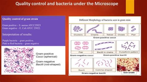 Staining In Microbiology Pptx Oral Care Personal Care
