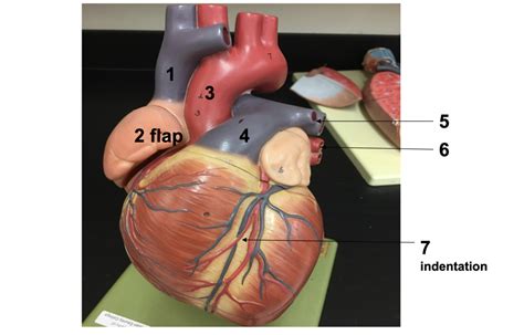 Lab Sld 1 Heart Diagram Quizlet