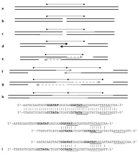 Generation Of Sequence Duplication Due To Dsb Repair Via The Nhej Like Download Scientific