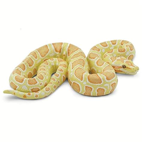 How Big Do Pythons Get Size Growth Patterns And Record Breaking