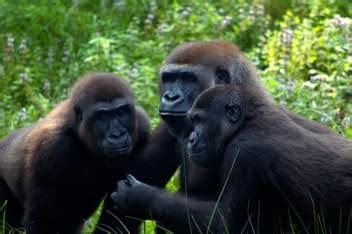 Gorilla Vs Lion Who Wins In A Fight Vital Facts