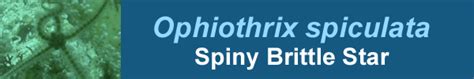 Class Ophiuroidea Basket And Brittle Stars Beneath Pacific Tides
