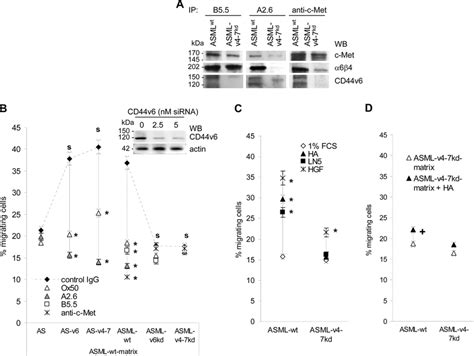 The Contribution Of Cd44v6 C Met And 64 To Asml Wt Cell Migration A Download Scientific