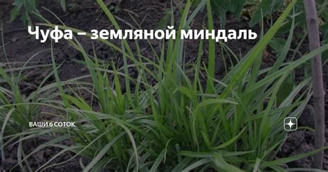 Чуфа – земляной миндаль | "Ваши 6 соток" с Андреем Тумановым | Дзен
