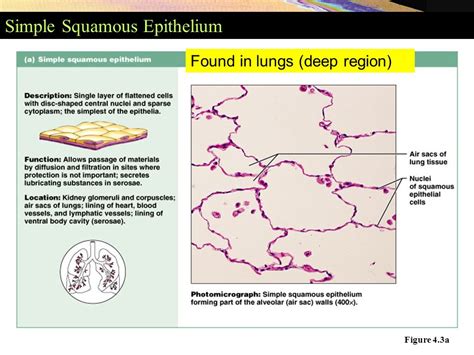 Simple Squamous Epithelium Lung Aveoli