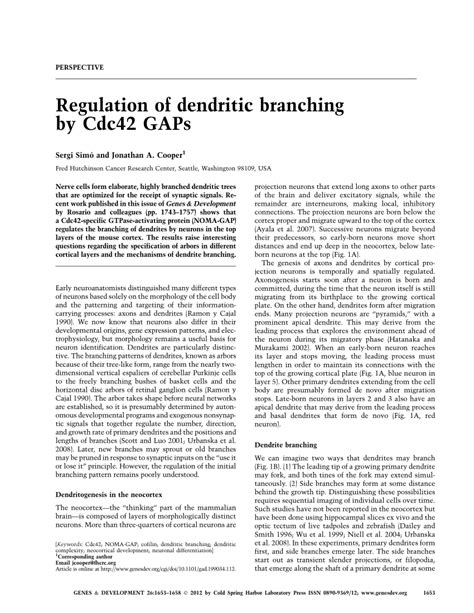 Pdf Regulation Of Dendritic Branching By Cdc42 Gaps