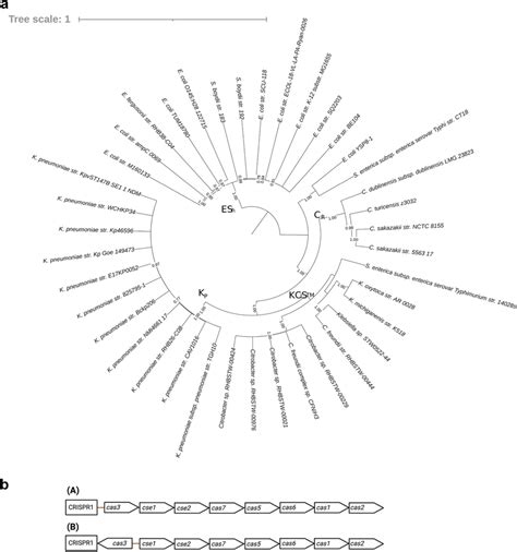 A The Phylogeny Of Cas3 Across Enterobacteriaceae The Crispr Leader Download Scientific