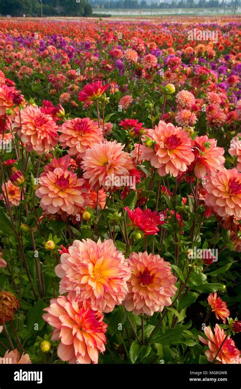 Dahlia Field With Rawhide Dahlia Swan Island Dahlias Clackamas County