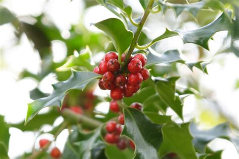 Holly Plant A Holiday Favorite That Shines In Winter Tree Topics