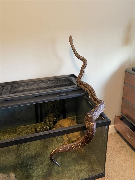 Showing Dora Her New Fancy Time Consuming Enclosure I Set Up Shes More Interested In The