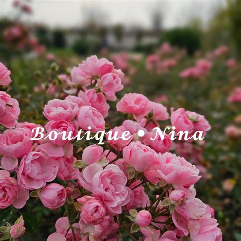 ბუტიკი ნინა • 𝓑𝓸𝓾𝓽𝓲𝓺𝓾𝓮 𝓝𝓲𝓷𝓪