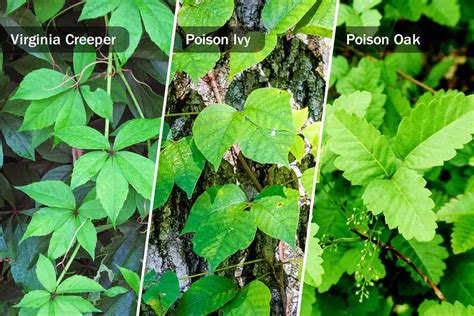 How To Identify Poison Ivy A Clear Guide For Every Outdoor Lover