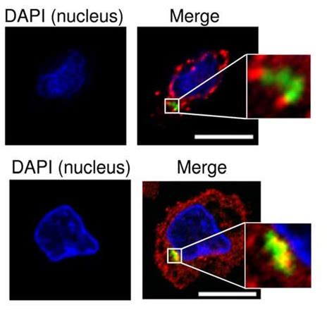 Pbmcs Stimulated With 12 µgml Fam Labeled Hiv Tar Rna Green For 180