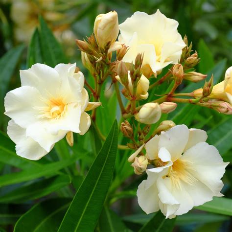 Oleander Luteum Plenum Nerium