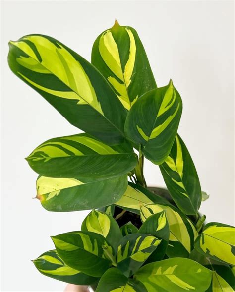 9 Ctenanthe Plants With Pictures Ultimate Care And Propagation Guide