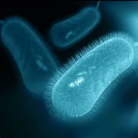 Antimicrobial Masterbatch Packaging Type Pp Bag Packaging Size 25