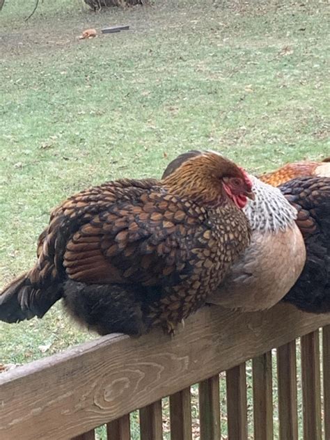 Chicken Borb Scrolller