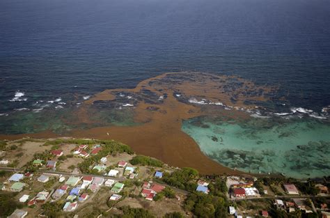 Researchers Identify ‘tipping Point That Caused Sargassum Inundations