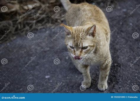 Orange Stray Cat Stock Image Image Of Fluffy Kitten 192231093