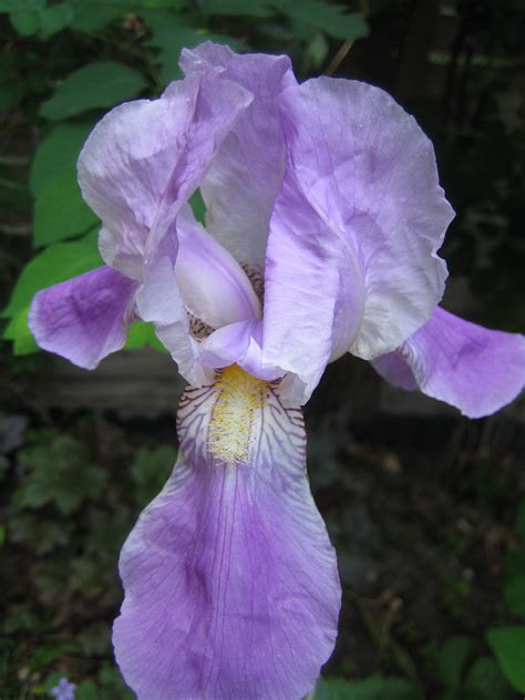 Lila Iris Tiefes Vertrauen Während Übergänge — Wolfgang Riedl