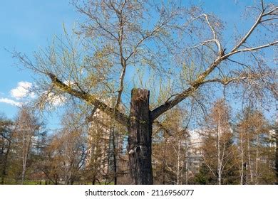 1 676 Crazy Tree Branches Images Stock Photos Vectors Shutterstock