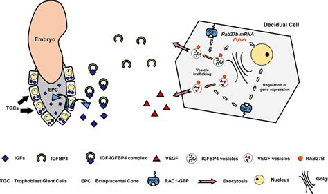 A Model Depicting The Mechanism Of Rac1 Action In Mouse Uterus During Download Scientific