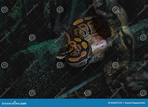 Python Rats Stock Photos Free Royalty Free Stock Photos From Dreamstime