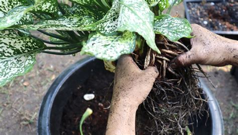 Does Chinese Evergreen Like To Be Root Bound Save Rootbound Plant