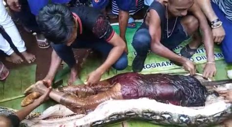 Missing Indonesian Woman Found Dead Inside Python After Three Days Video