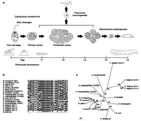 Early Blastomere Determines Embryo Proliferation And Caste Fate In A