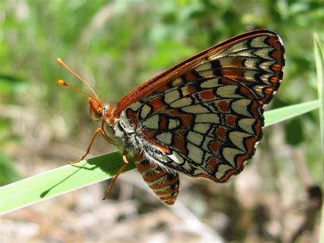 Variable Checkerspot Butterfly Size Photographs Characteristics
