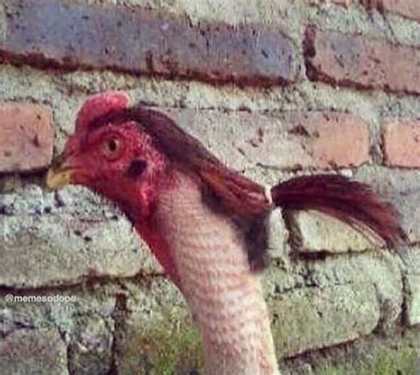 The Literally Every Dude Has This Haircut Outfit Chicken Humor