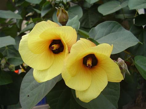 8 Types Dhibiscus